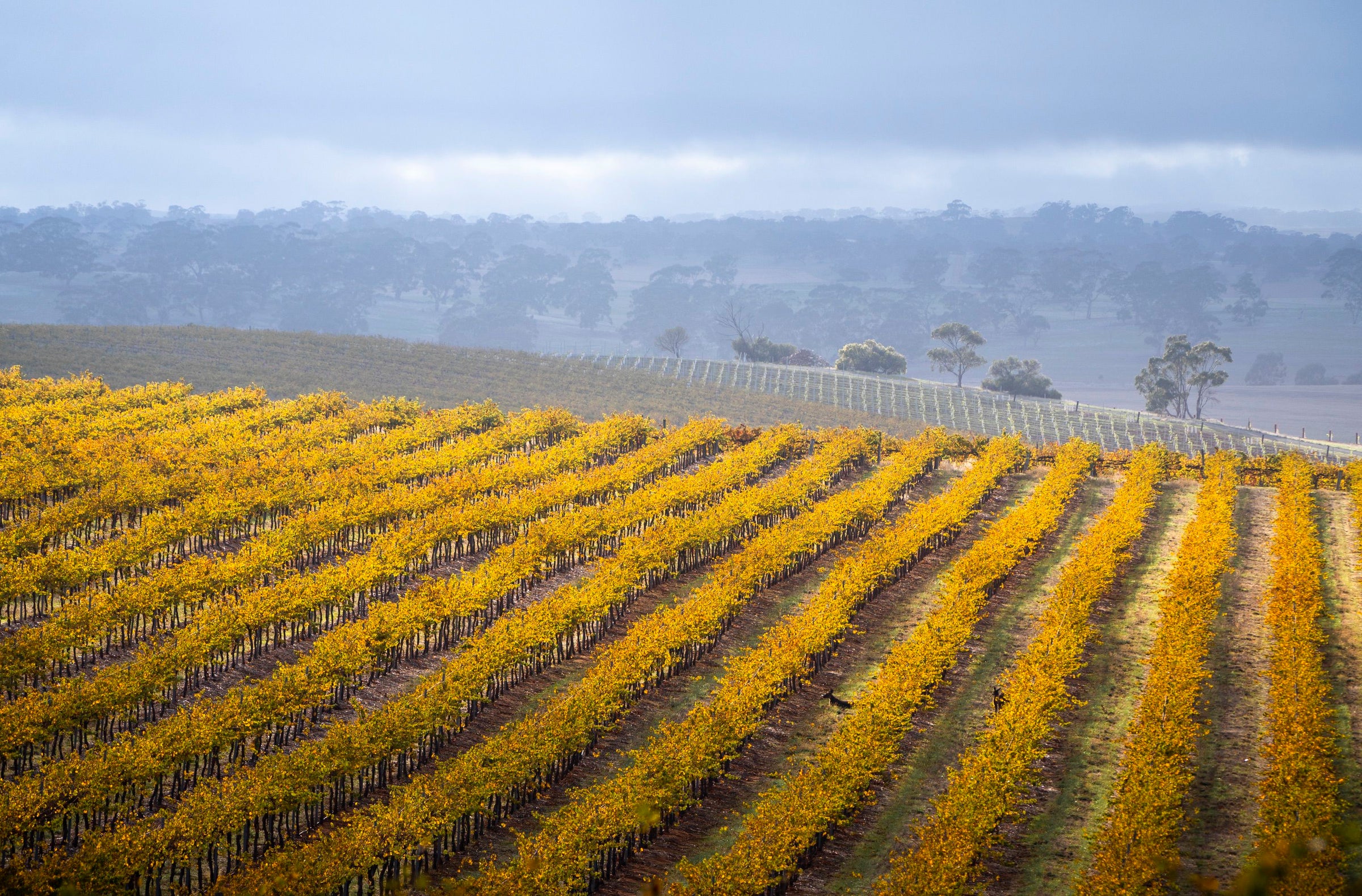 International Team | Wakefield Wines